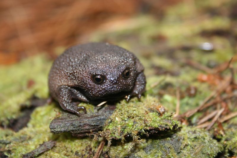 Cute Frogs 101: A Beginner's Guide To Adorable Amphibians