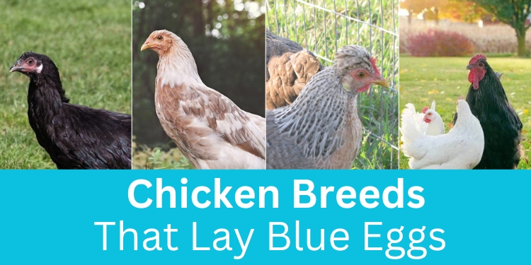11 Best Chicken Breeds That Lay Blue Eggs