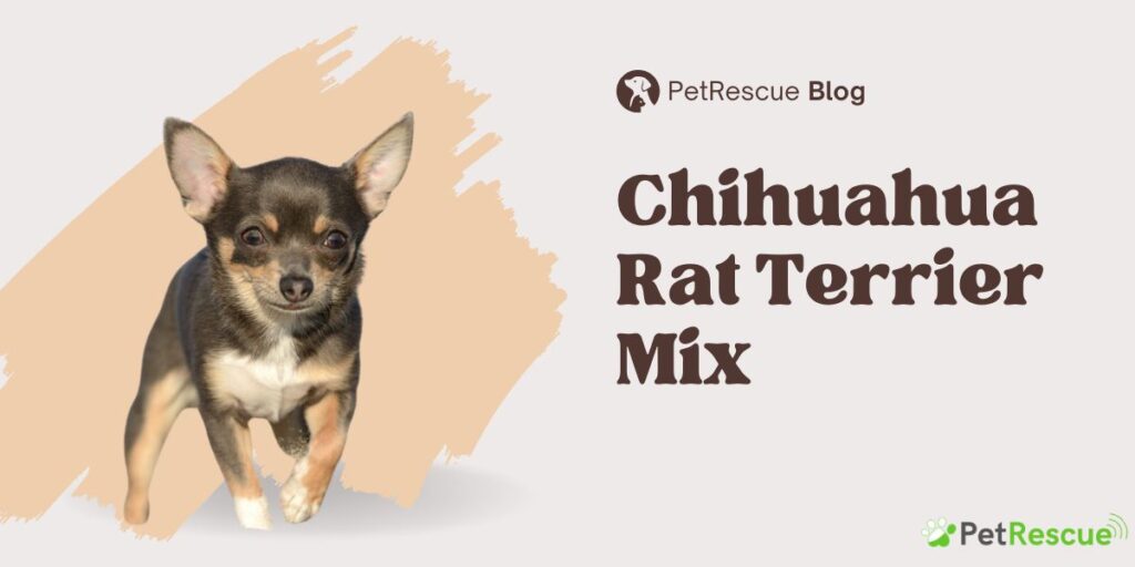 The Adorable And Spunky Chihuahua Rat Terrier Mix