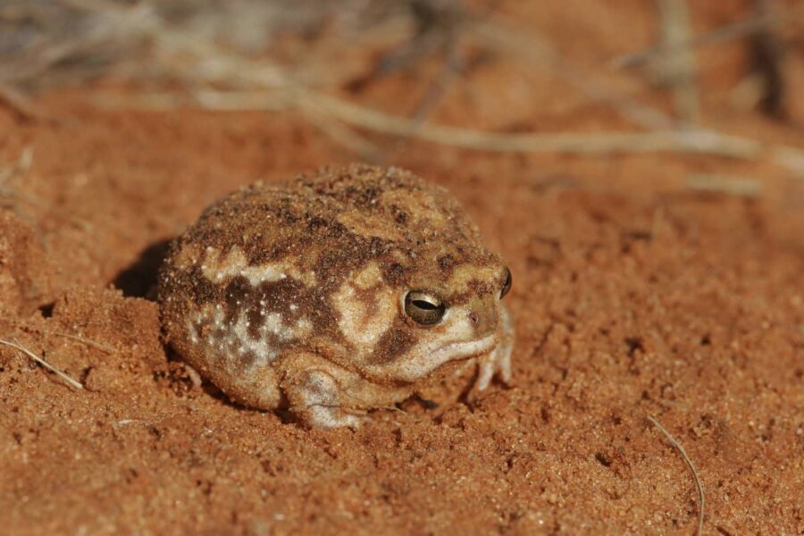 Cute Frogs 101: A Beginner's Guide To Adorable Amphibians
