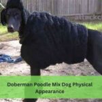 Doberman Poodle Mix: Unleashing The Charm Of Doberdoodle