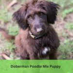 Doberman Poodle Mix: Unleashing The Charm Of Doberdoodle