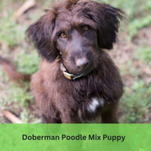 Doberman Poodle Mix: Unleashing The Charm Of Doberdoodle