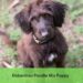 Doberman Poodle Mix: Unleashing The Charm Of Doberdoodle