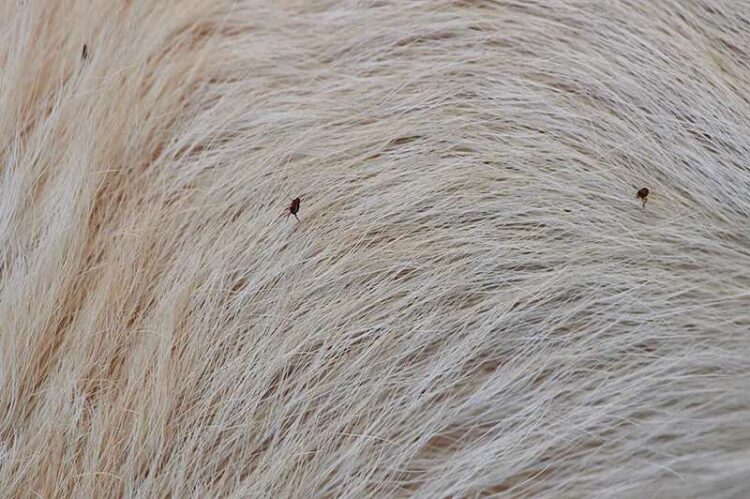 15 Signs Your Dog Has Flea