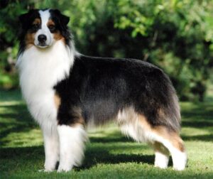 Black And White Australian Shepherd Facts And Information