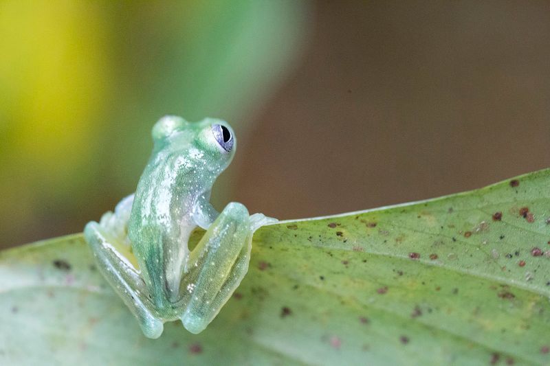 Cute Frogs 101: A Beginner's Guide To Adorable Amphibians