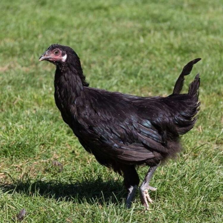 11 Best Chicken Breeds That Lay Blue Eggs