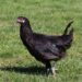 11 Best Chicken Breeds That Lay Blue Eggs