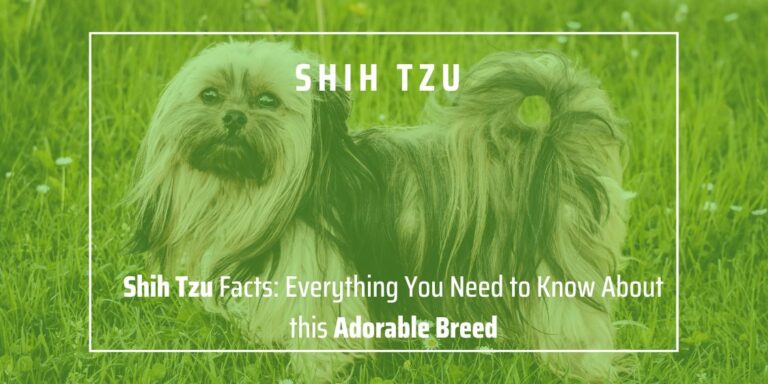 Shih Tzu Facts: Everything You Need To Know About This Adorable Breed