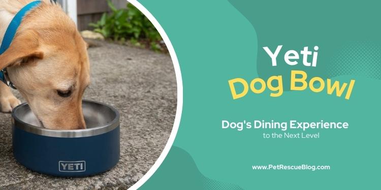 Yeti Dog Bowl: Take Your Dog's Dining Experience To The Next Level