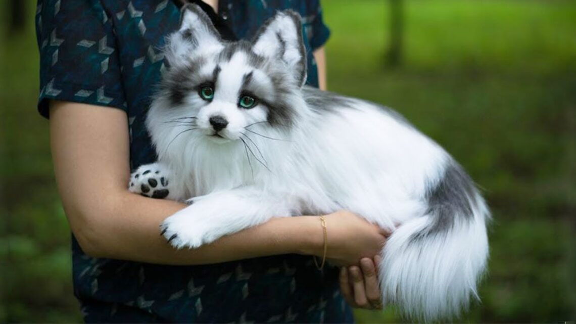 Canadian Marble Fox: The Mesmerizing Creature Of The North