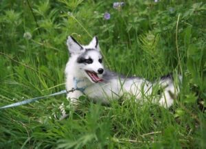 Canadian Marble Fox: The Mesmerizing Creature Of The North