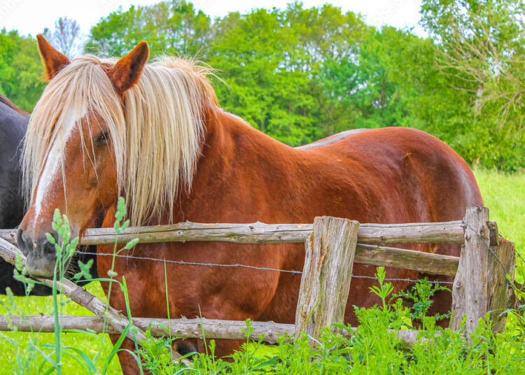 Horse Feed For Nutrition To Performance