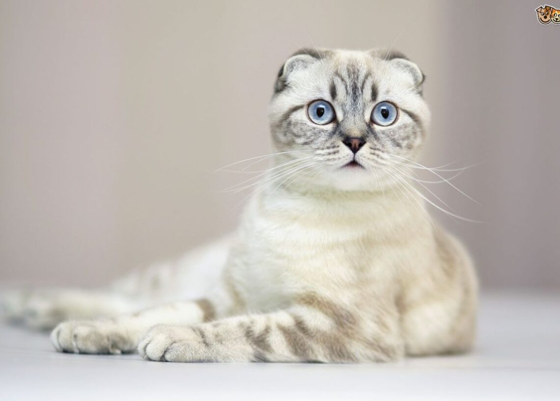 5 Most Aggressive Cat Breeds