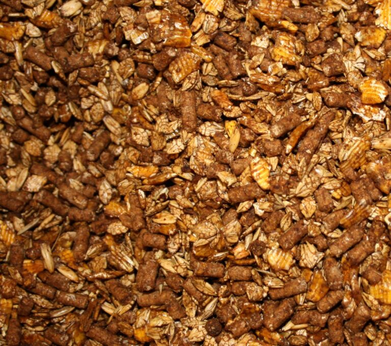 Sweet Feed For Horses 101: A Beginner's Guide