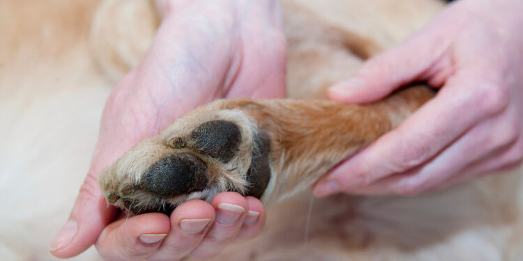 How To Protect And Care For Your Dog's Paws