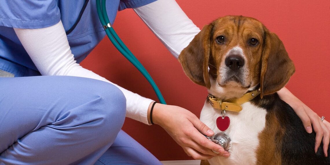 The Impact Of Fall Weather On Your Pet's Health