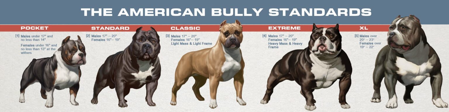 The Ultimate Comprehensive Guide On Micro Bully Dog Breed