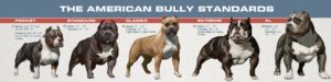 The Ultimate Comprehensive Guide On Micro Bully Dog Breed