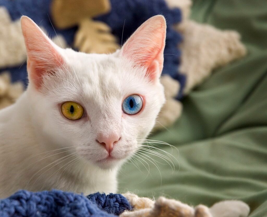Discover 12 Fascinating Cats With Big Noses