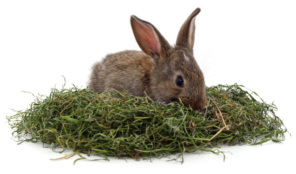 The Best Food For Rabbit: Guide On Rabbit Diet