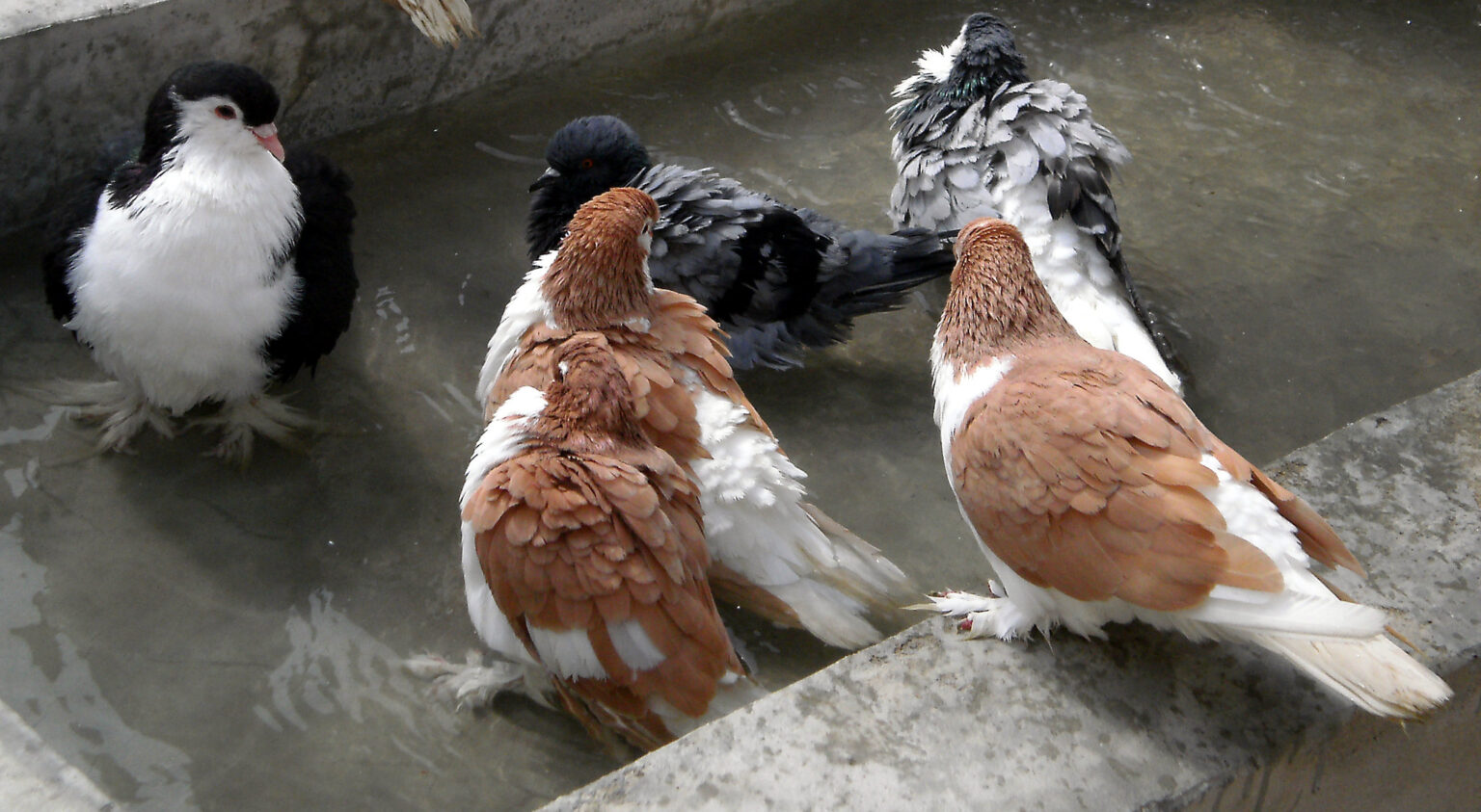 Discover The History And Allure Of Lahore Pigeon Breed