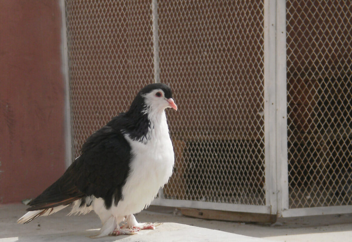 Discover The History And Allure Of Lahore Pigeon Breed
