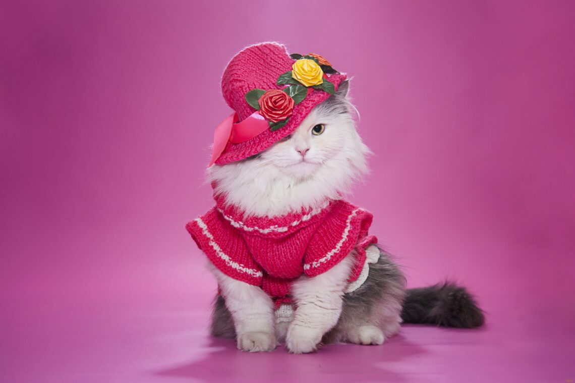 How To Make Cat Clothes: 8 Easy DIY Ideas For Your Furry Friend