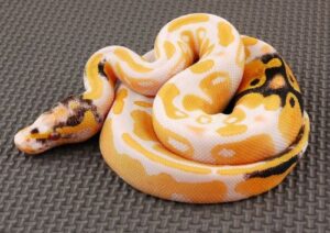 10 Adorable Cute Reptiles To Own - Pet Rescue Blog