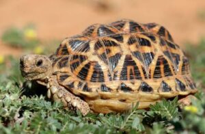 10 Adorable Cute Reptiles To Own - Pet Rescue Blog